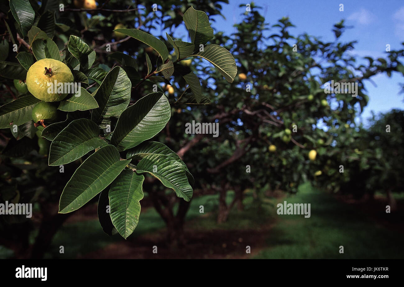 Kilauea plantage -Fotos und -Bildmaterial in hoher Auflösung – Alamy