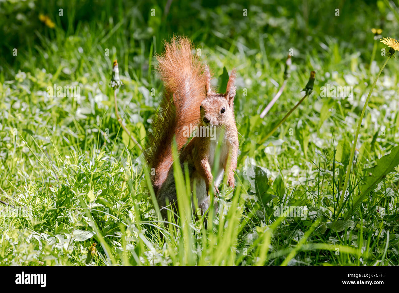 Fuchs rotfuchs tier im wald sitzen -Fotos und -Bildmaterial in hoher ...