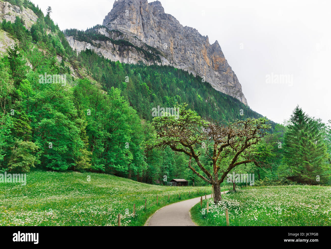 Baum strasse -Fotos und -Bildmaterial in hoher Auflösung – Alamy