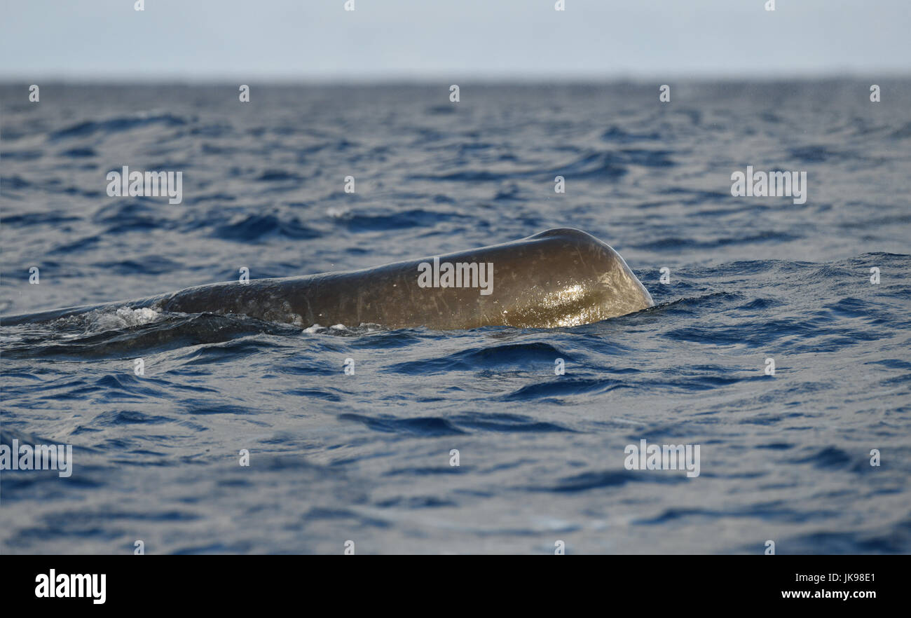 Pottwal blasen -Fotos und -Bildmaterial in hoher Auflösung – Alamy