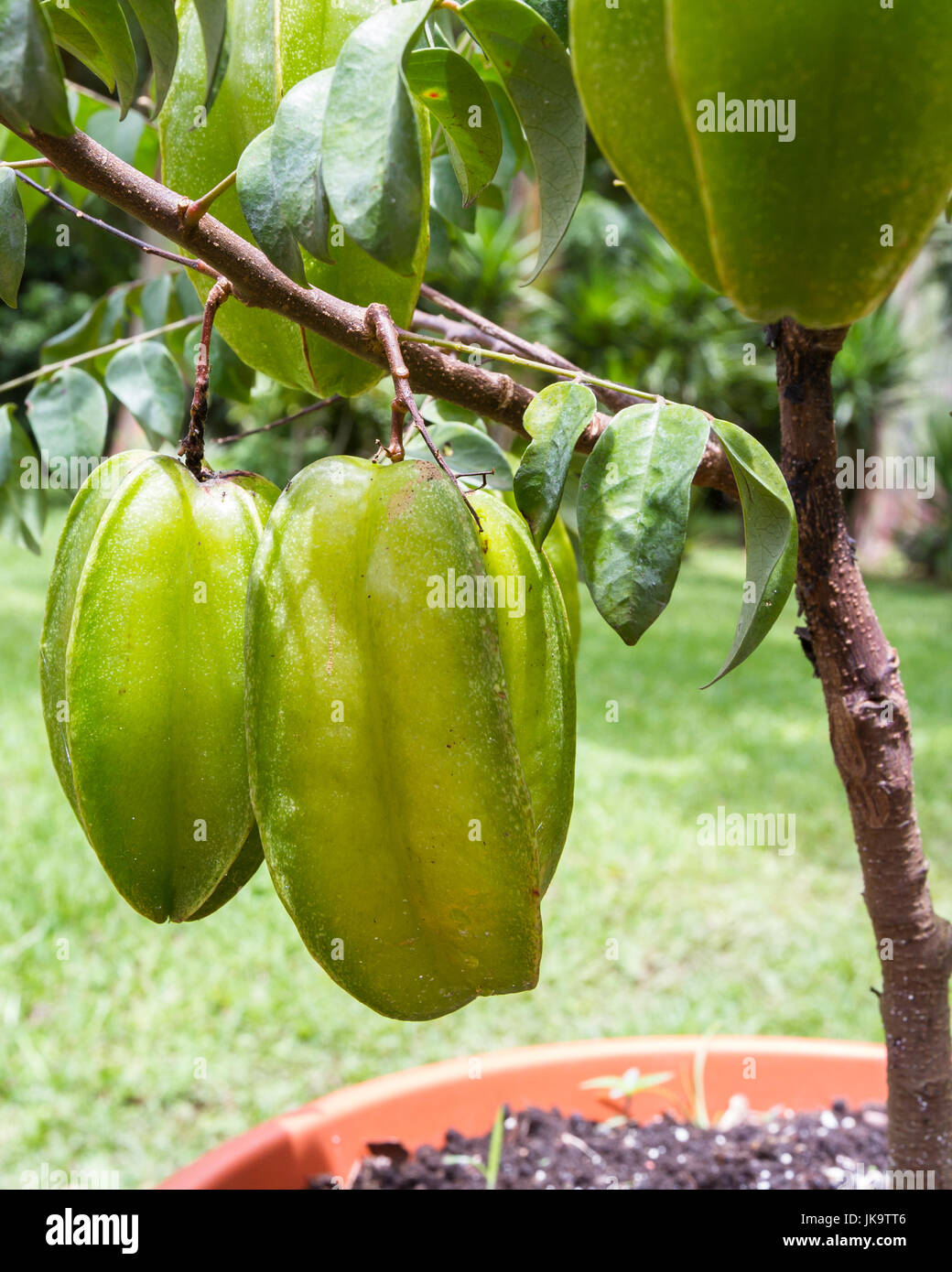 Gelbe Frucht Am Baum Stockfotos und -bilder Kaufen - Alamy