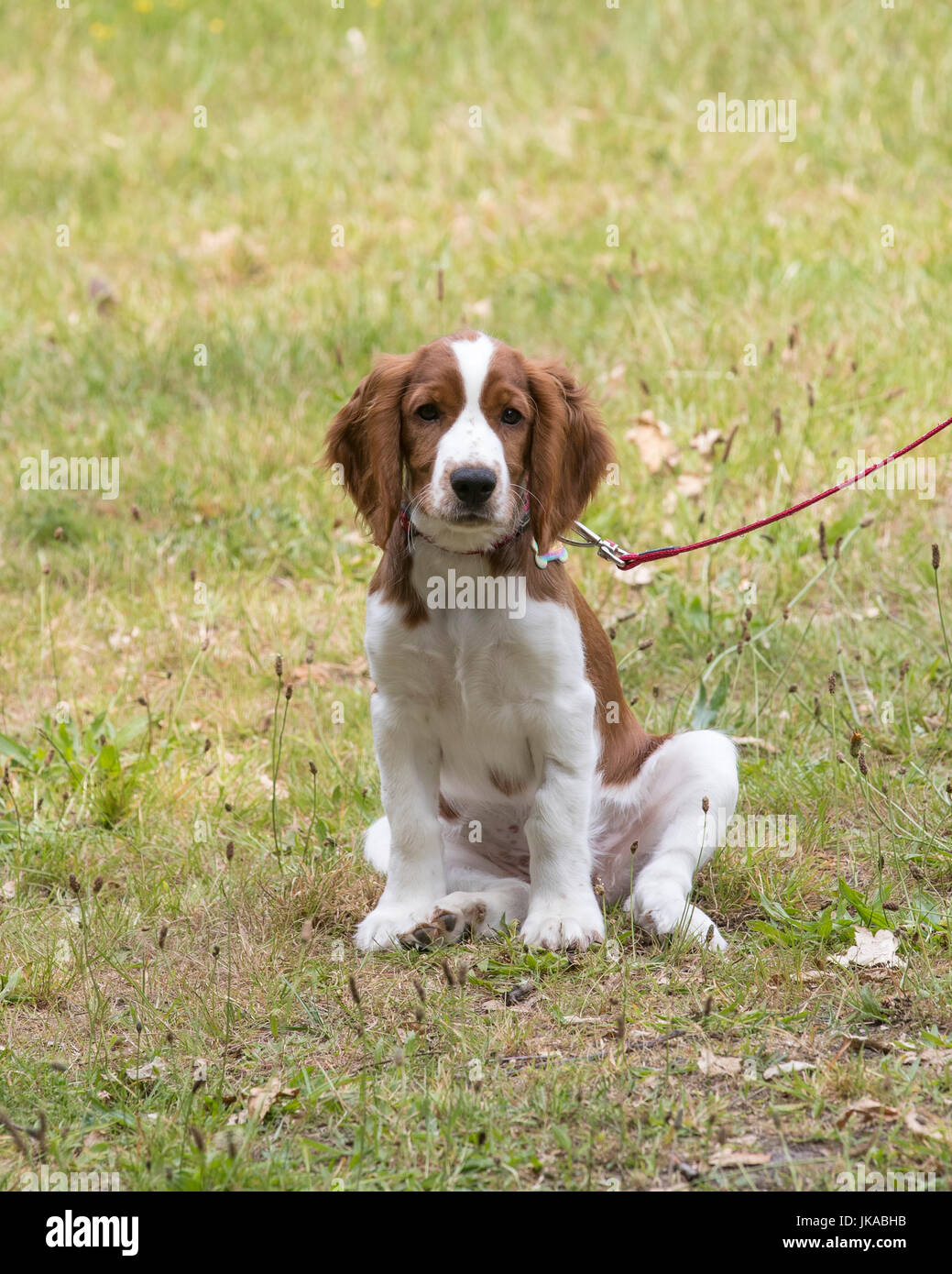 Einen 14 Wochen alten Welsh Springer Spaniel Welpen Stockfotografie - Alamy
