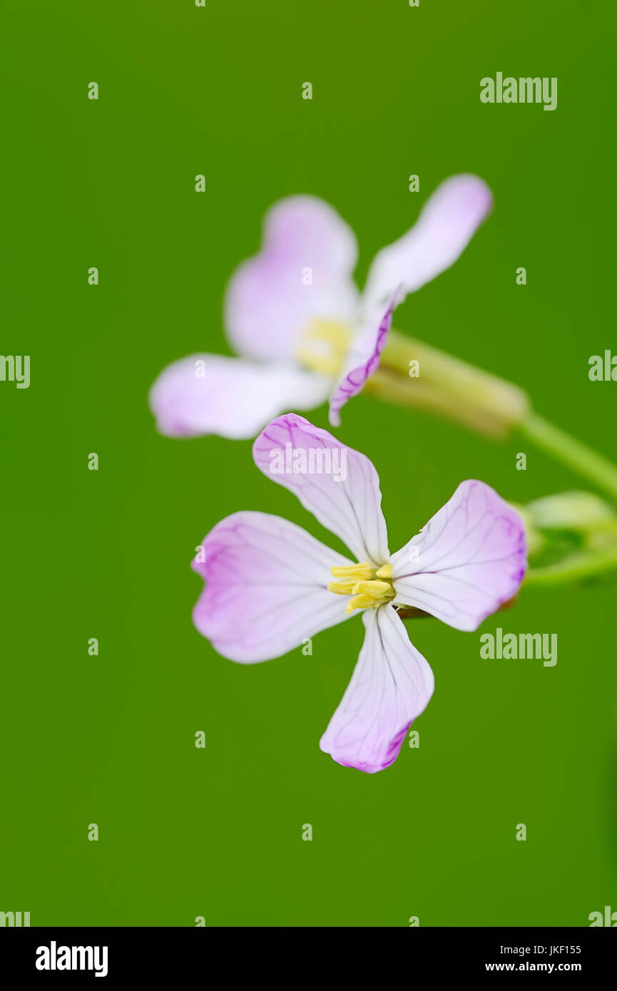 Acker rettich -Fotos und -Bildmaterial in hoher Auflösung – Alamy