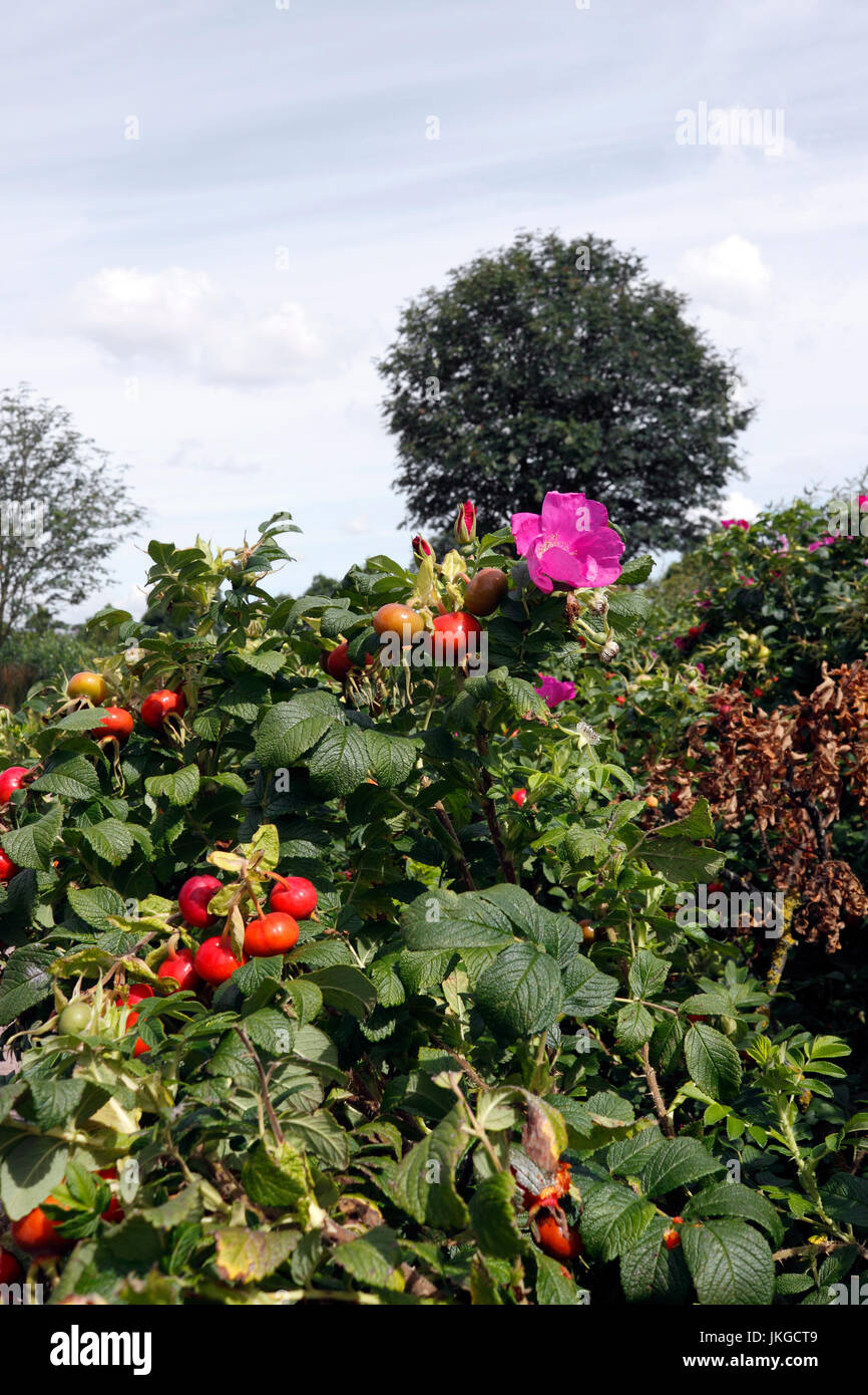 ROSA RUGOSA RUBRA. BLUME UND HÜFTEN Stockfotografie - Alamy