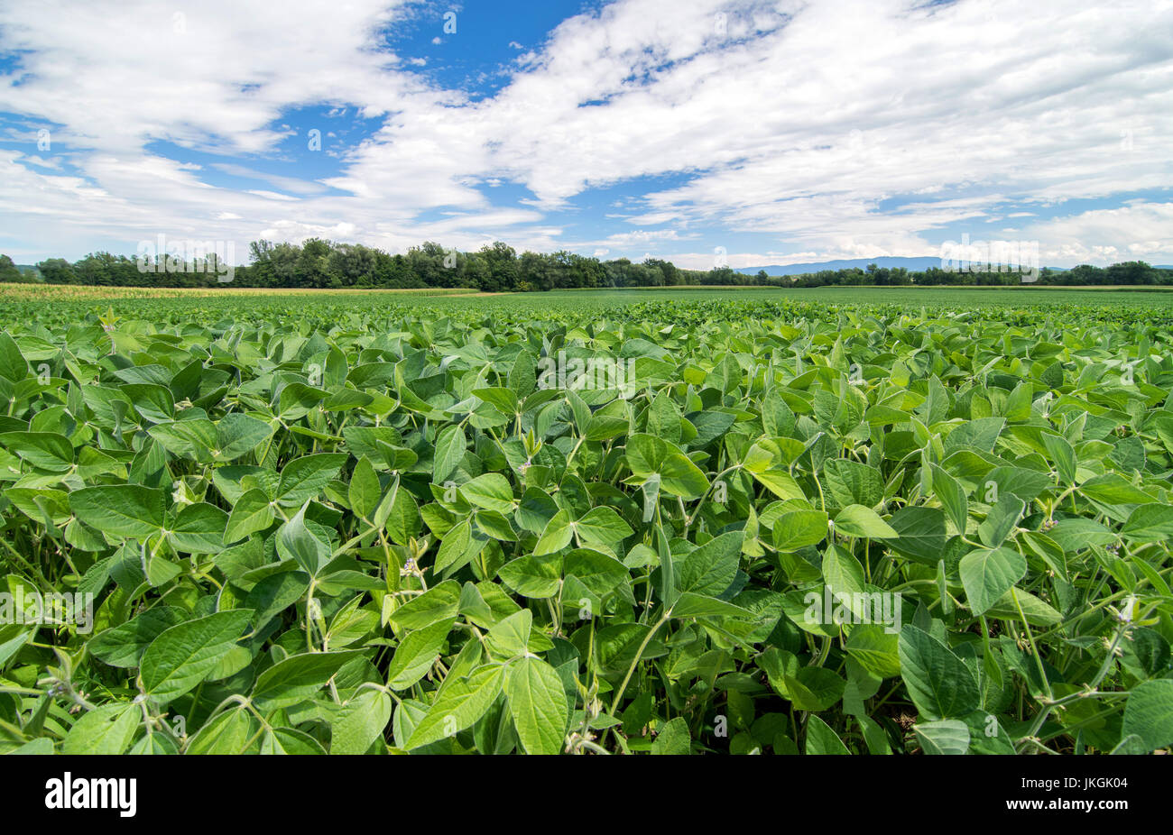 Soja feld -Fotos und -Bildmaterial in hoher Auflösung – Alamy