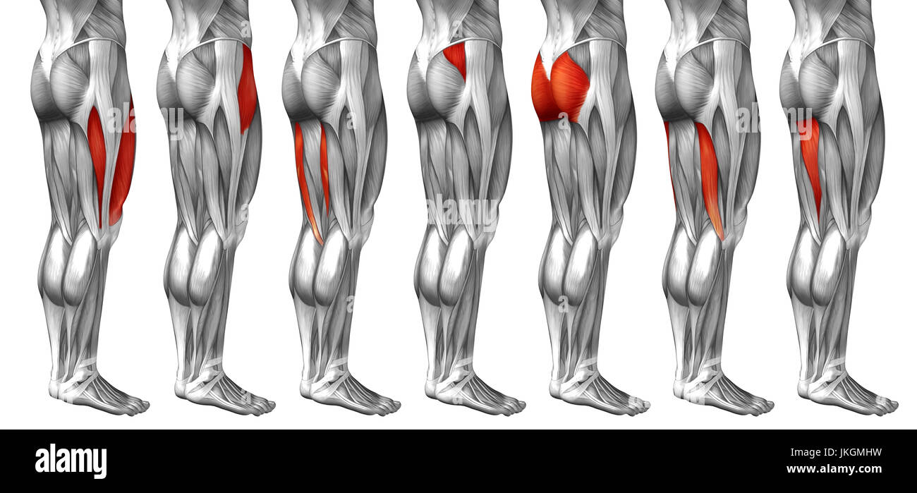 Biceps Femoris Muscle Stockfotos und -bilder Kaufen - Alamy