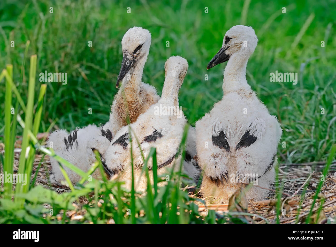 Storch baby -Fotos und -Bildmaterial in hoher Auflösung – Alamy