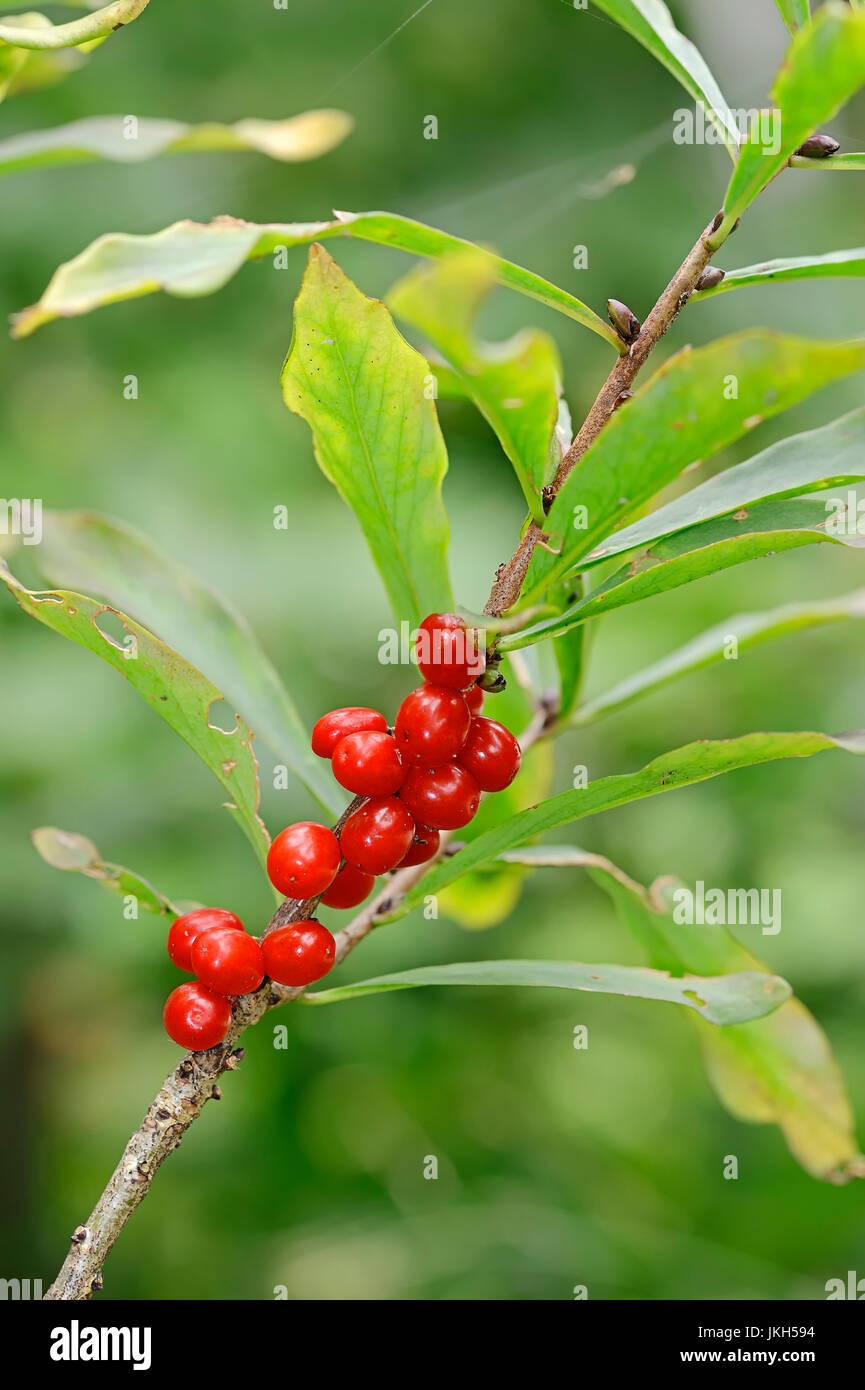 Zweig ast Stockfotos und -bilder Kaufen - Alamy