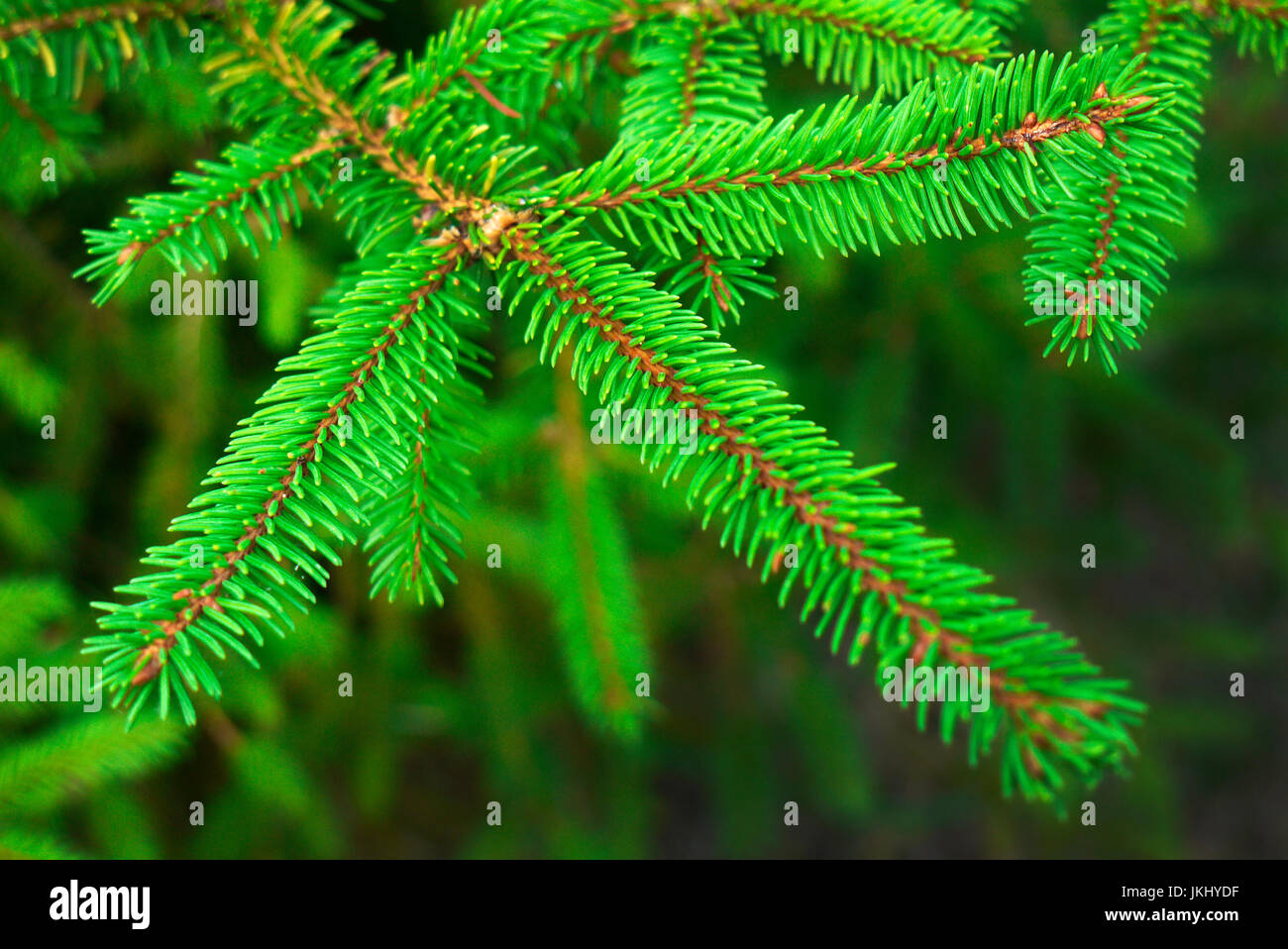 Wo fichte -Fotos und -Bildmaterial in hoher Auflösung – Alamy