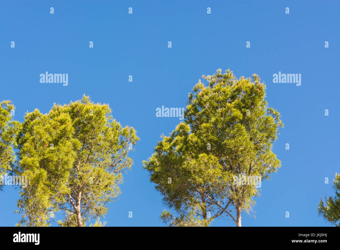 Processionary raupen prozessional raupe nest -Fotos und -Bildmaterial ...