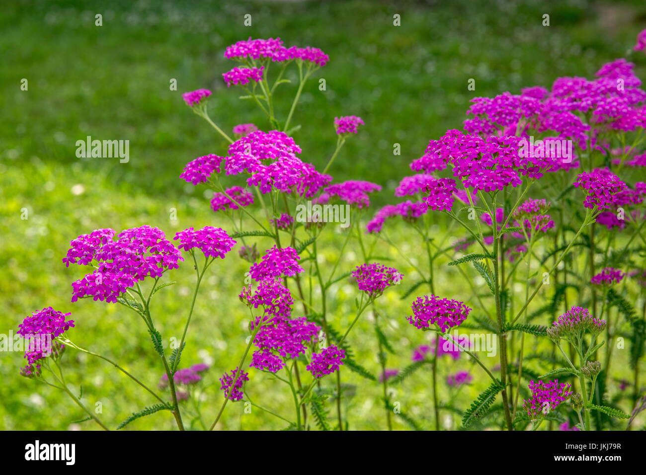 Rosa Schafgarbe Blumen auf Wiese, Makro-Foto. Heilpflanzen: Achillea ...