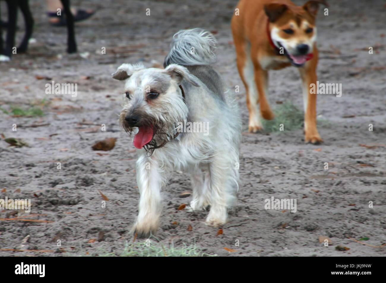 Hunde im Dog Park Stockfotografie - Alamy
