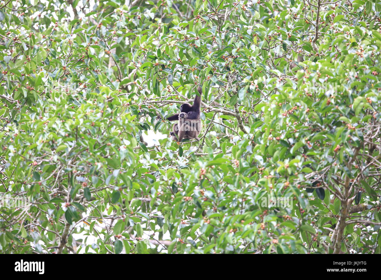 Muller bornean gibbon -Fotos und -Bildmaterial in hoher Auflösung – Alamy
