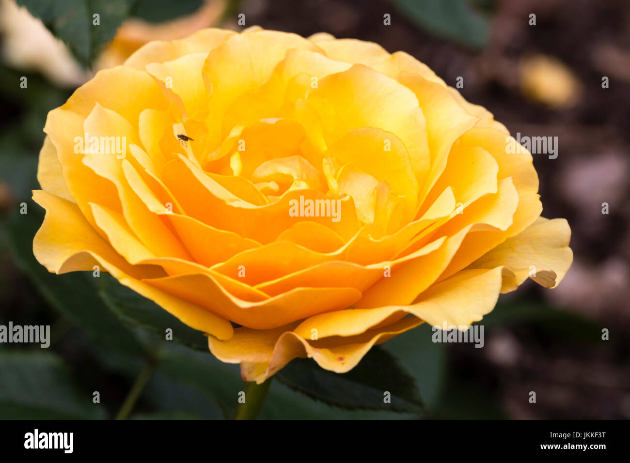 Goldene gelbe Blume des Floribunda rose, Rosa "Amber Queen ...