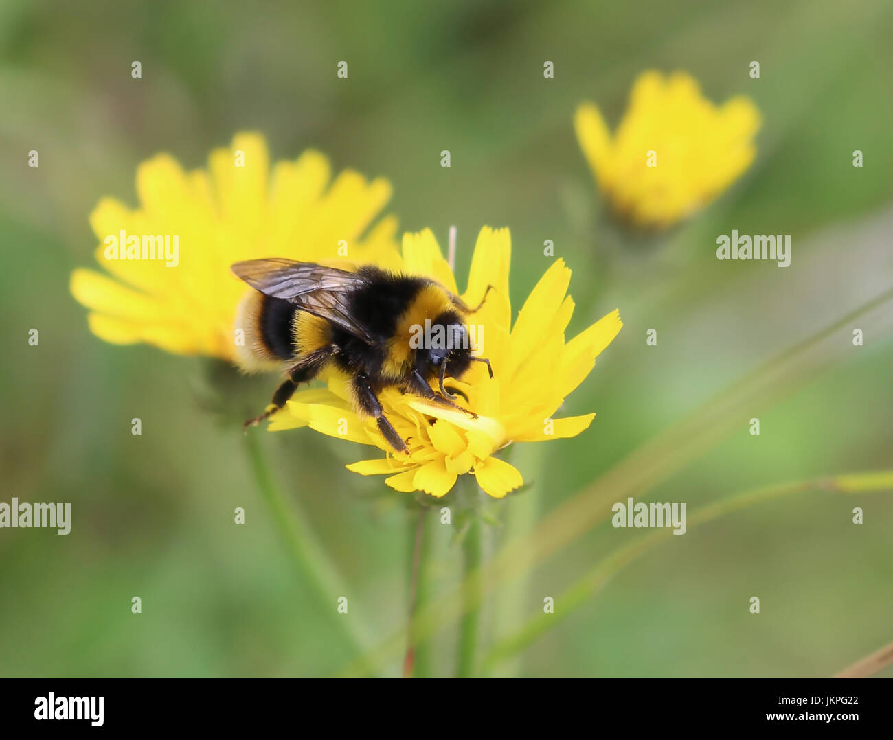 Hummel bombus terrestris -Fotos und -Bildmaterial in hoher Auflösung ...