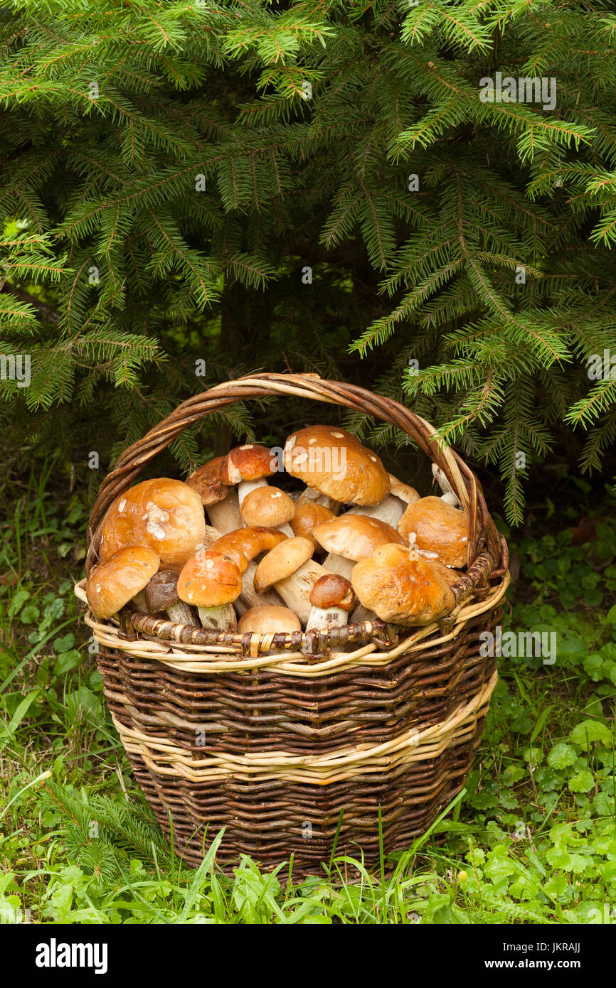 Pilze unter der erde -Fotos und -Bildmaterial in hoher Auflösung – Alamy