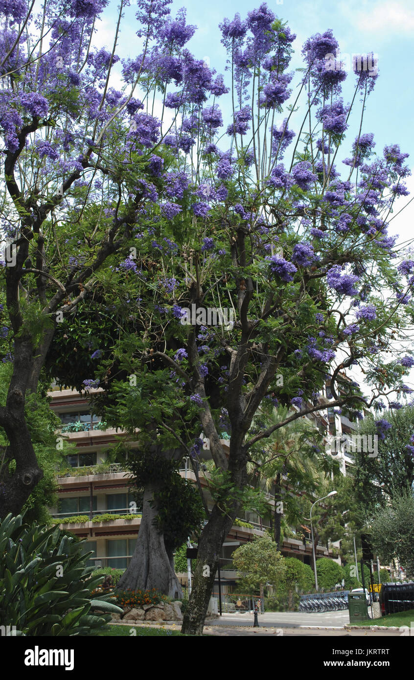 Jacaranda blossom south africa -Fotos und -Bildmaterial in hoher ...