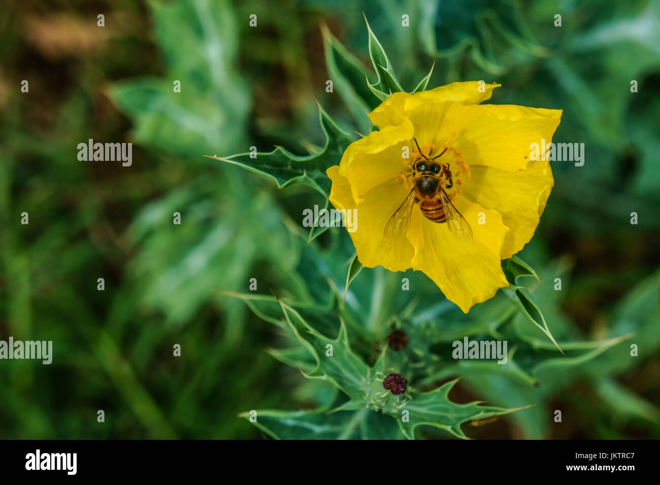 Biene im feld -Fotos und -Bildmaterial in hoher Auflösung – Alamy