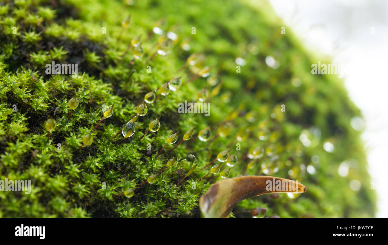 Grünes Moos mit Tropfen Wasser Stockfotografie - Alamy