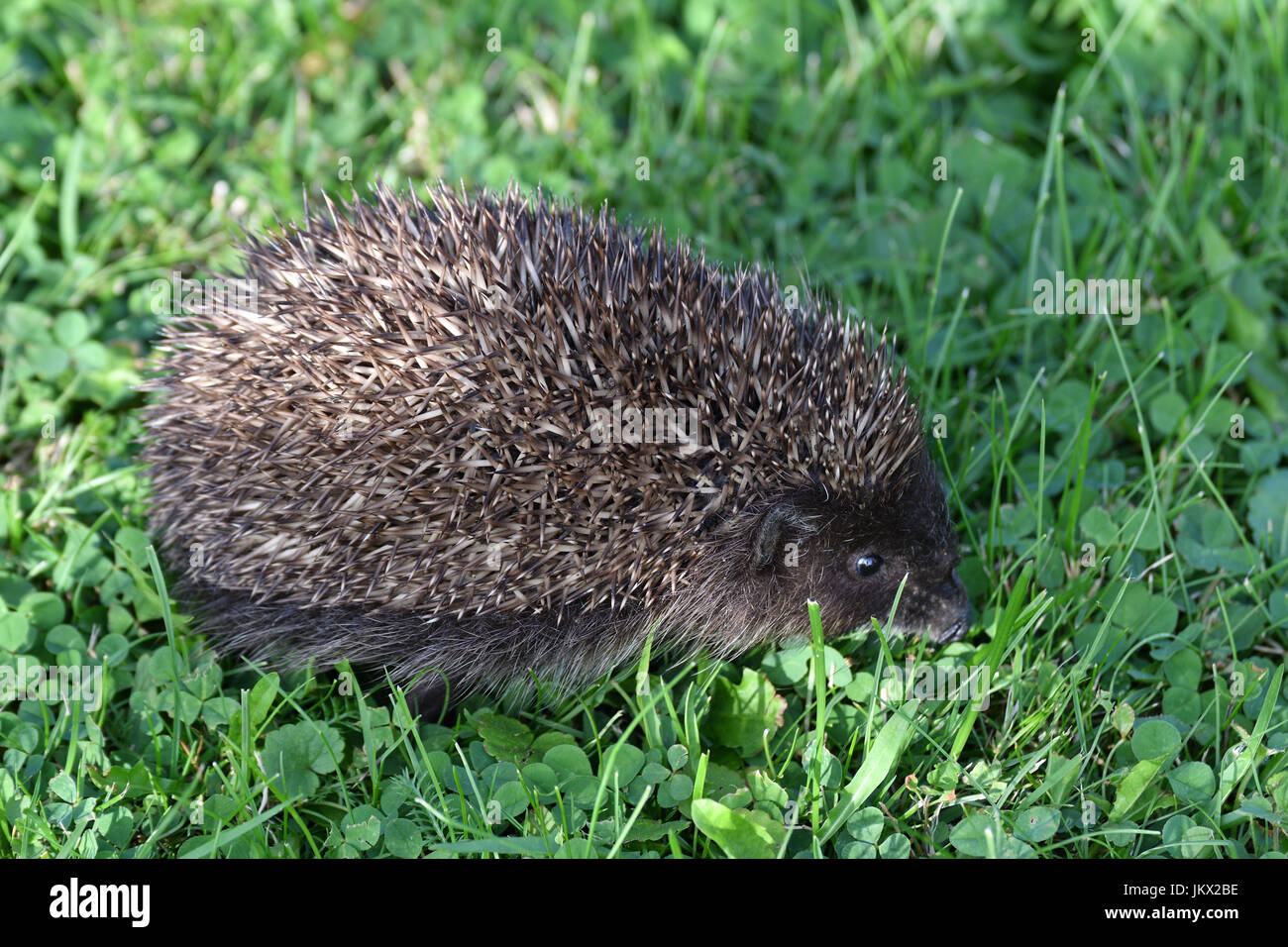 Tierwelt-Igel frisst auf dem Rasen Stockfotografie - Alamy