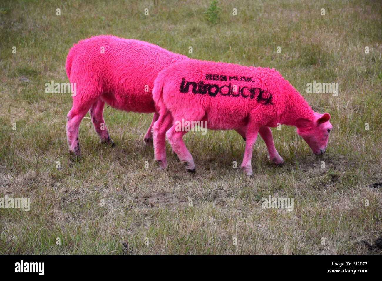 Pink sheep latitude festival -Fotos und -Bildmaterial in hoher ...