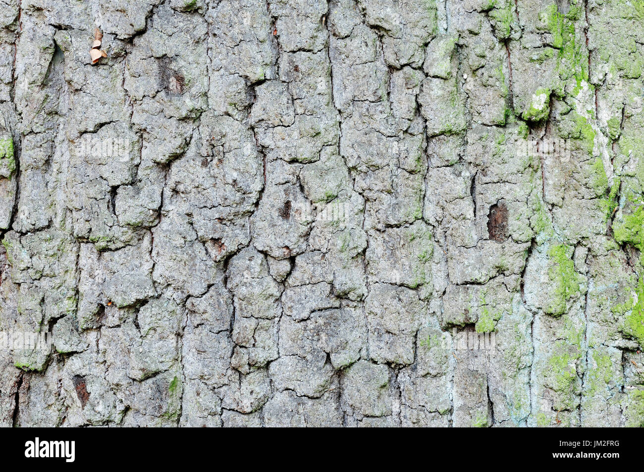 Pedunculate Eiche, Rinde, North Rhine-Westphalia, Germany / (Quercus ...