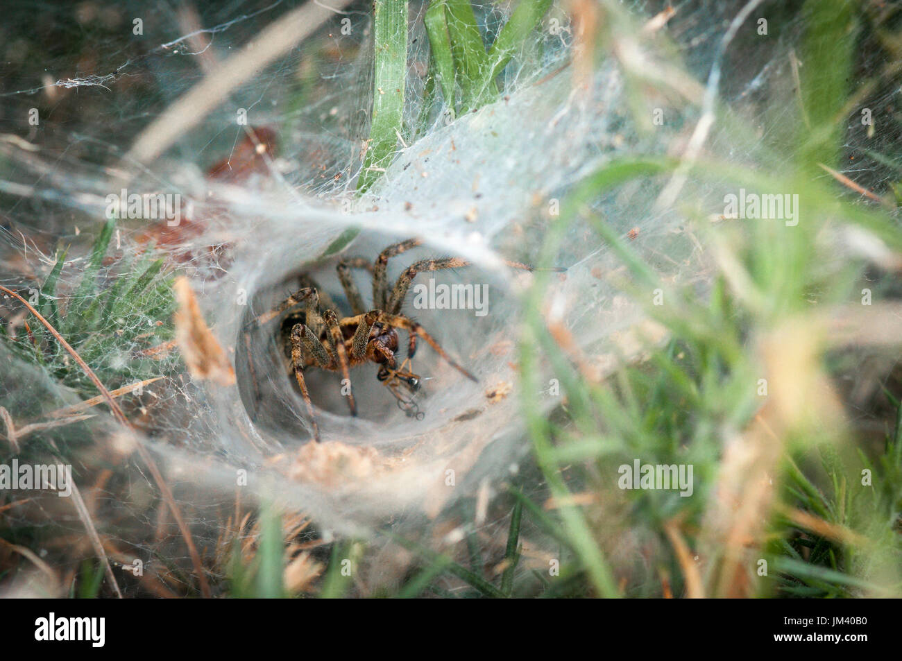 A schließen Sie herauf Bild von einem Labyrinth Spinne, Angelena ...