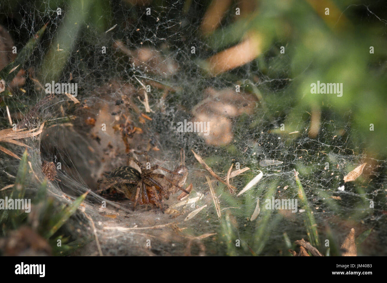 Angelena labyrinthica -Fotos und -Bildmaterial in hoher Auflösung – Alamy