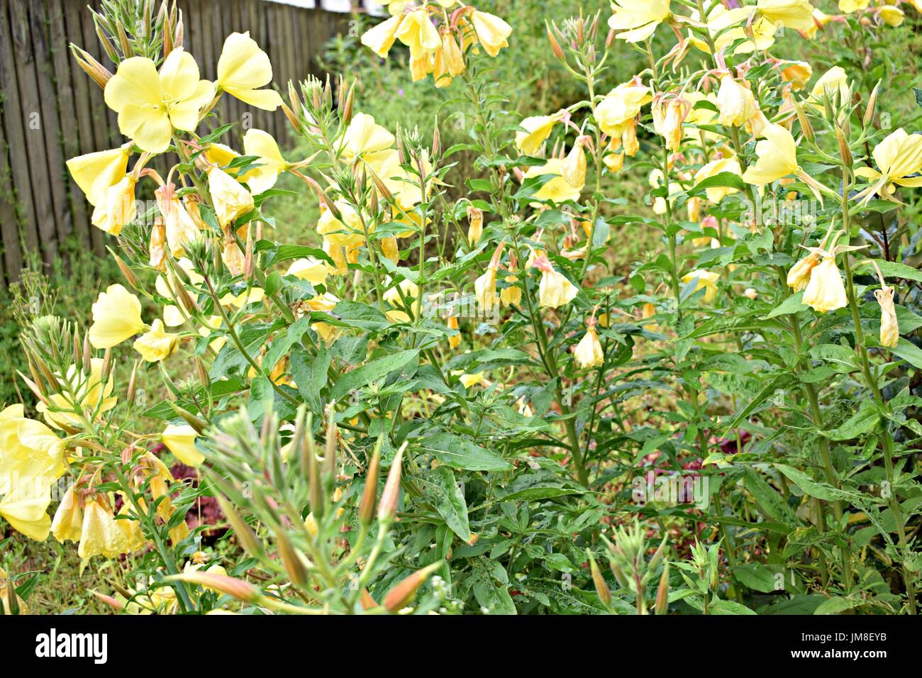 Tageslicht der gelben wildblumen -Fotos und -Bildmaterial in hoher ...