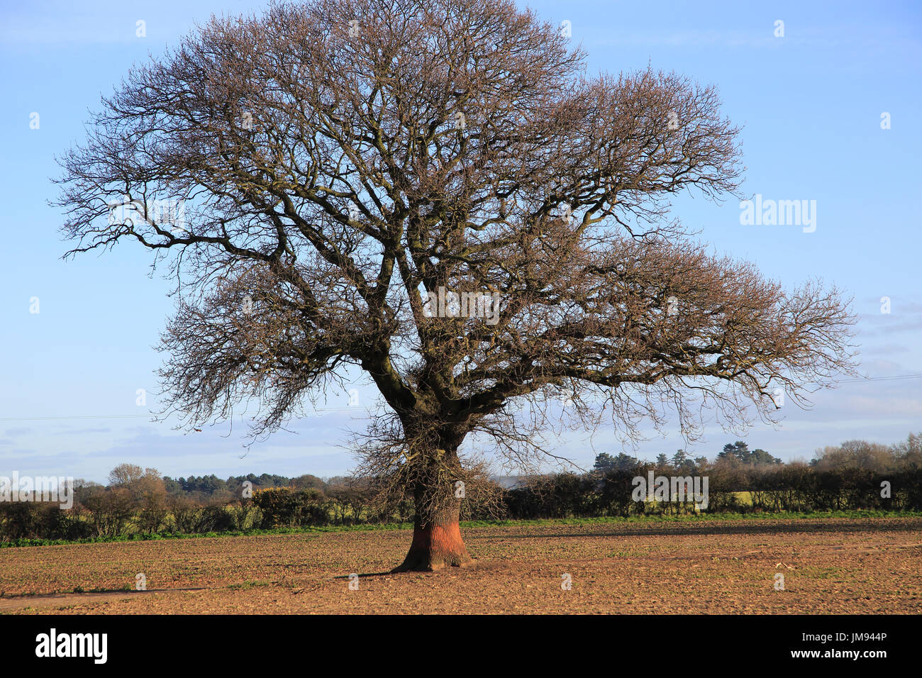 Oak trees hedgerow in winter -Fotos und -Bildmaterial in hoher ...