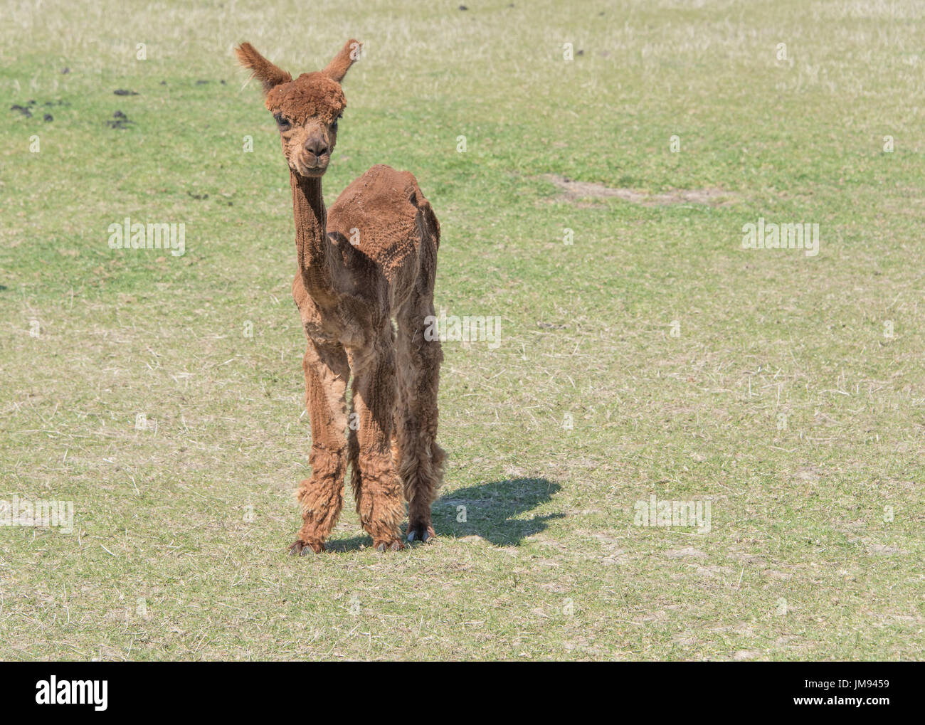 Huacaya alpaka -Fotos und -Bildmaterial in hoher Auflösung – Alamy