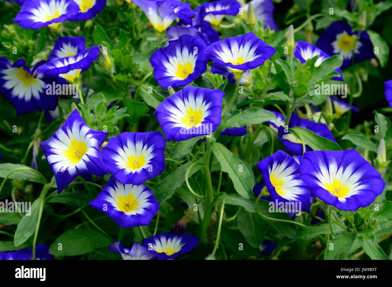 Convolvulus Tricolor Stockfotos und -bilder Kaufen - Alamy