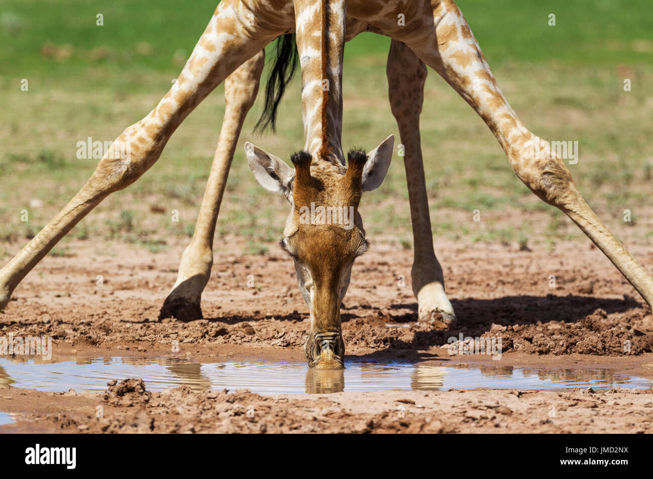 Regenwasser pool trinken -Fotos und -Bildmaterial in hoher Auflösung ...