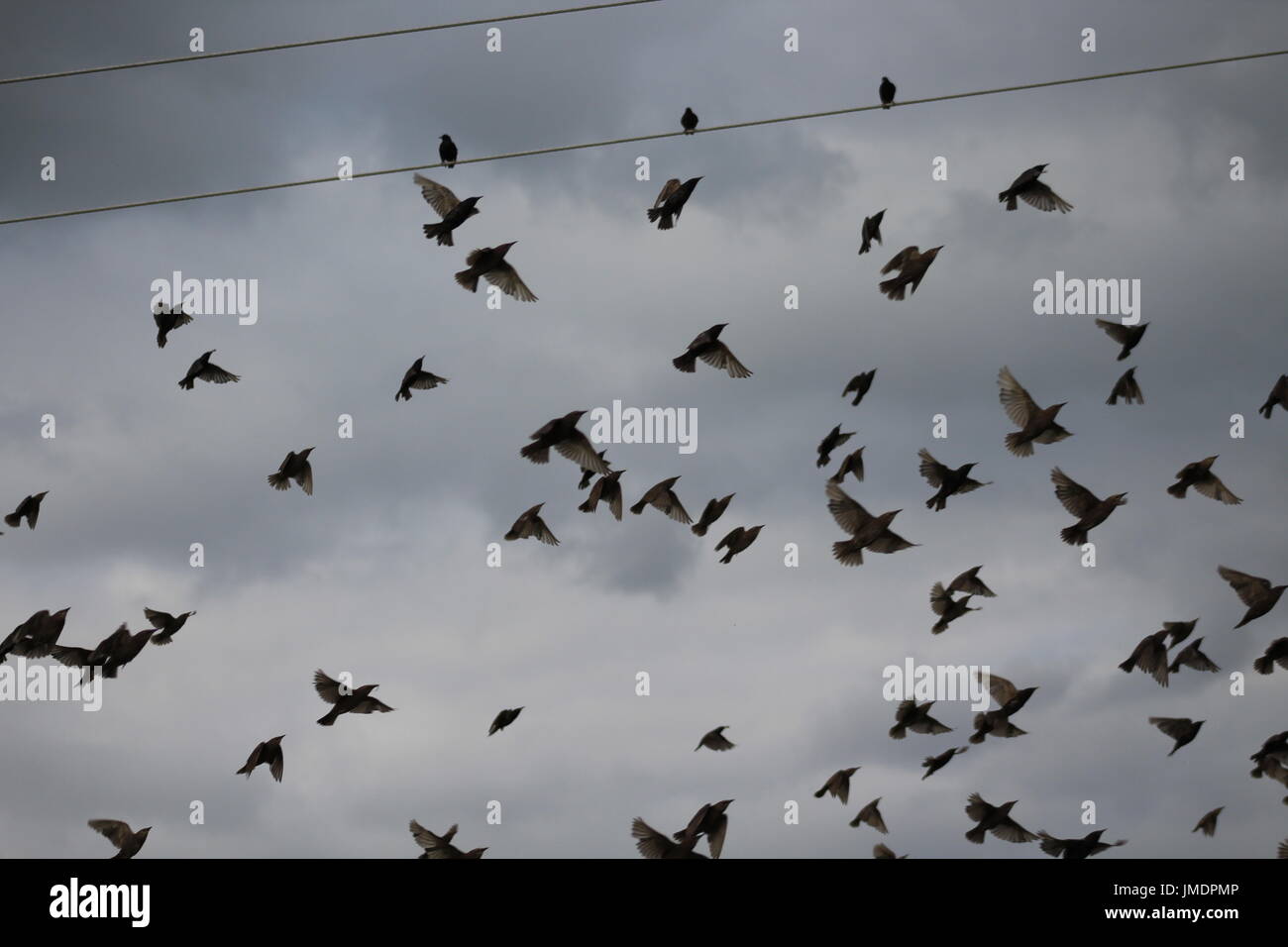 Britannien staren -Fotos und -Bildmaterial in hoher Auflösung – Alamy