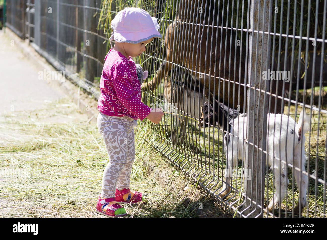 Ziege mit hut -Fotos und -Bildmaterial in hoher Auflösung – Alamy