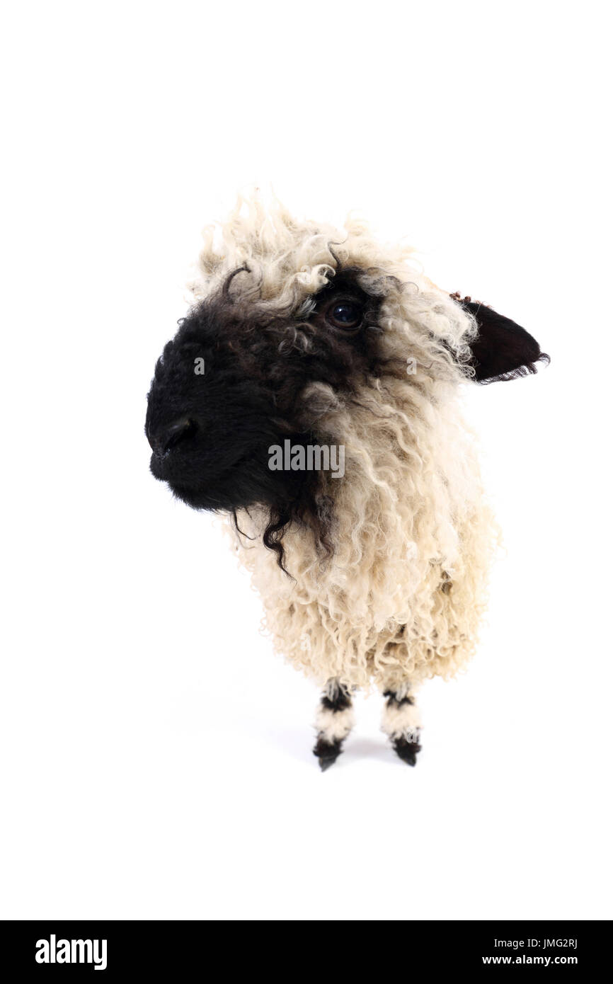 Walliser Schwarznasen Schafe. Lamm stehend. Studio Bild vor einem ...