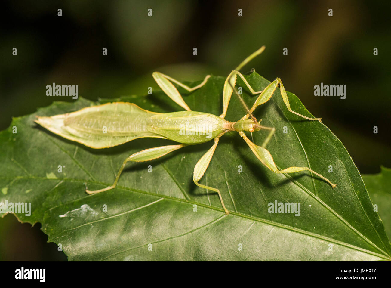 Phyllium siccifolium -Fotos und -Bildmaterial in hoher Auflösung – Alamy