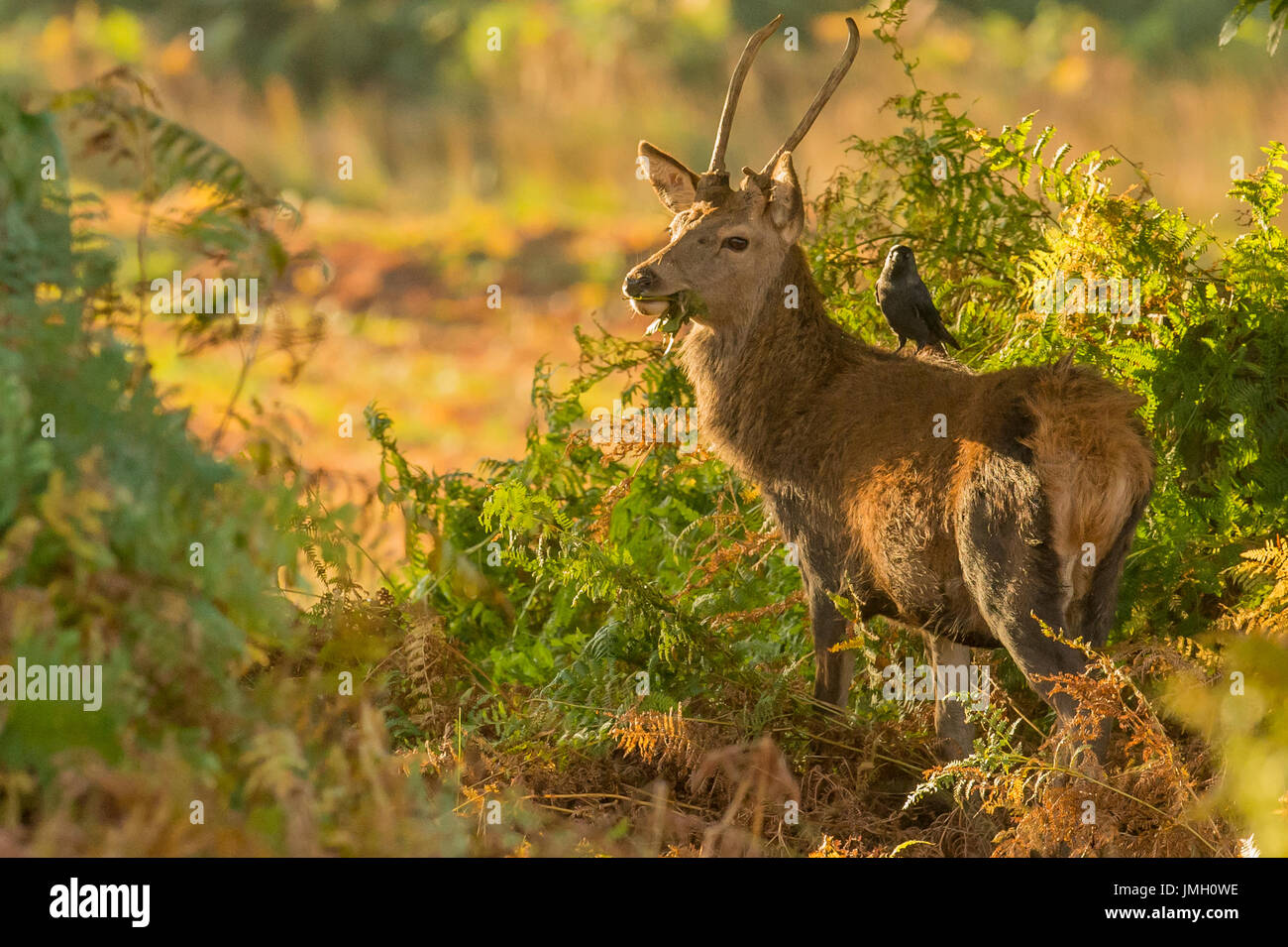 Red Deer Mating Stockfotos und -bilder Kaufen - Alamy