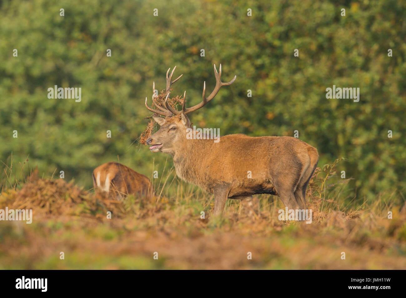 Rotwild paarungszeit -Fotos und -Bildmaterial in hoher Auflösung – Alamy