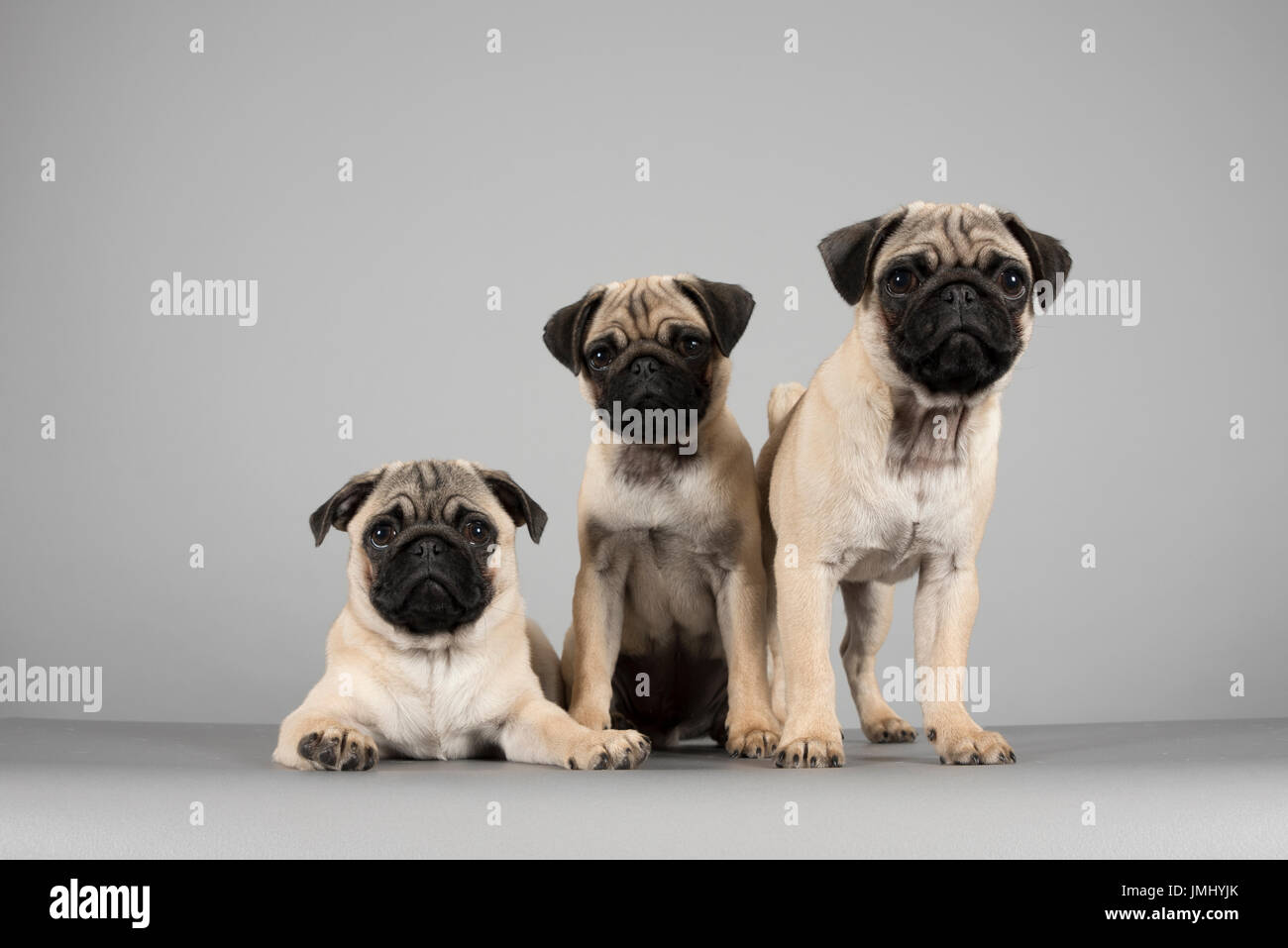 Mops, der herein zur kamera schaut -Fotos und -Bildmaterial in hoher ...