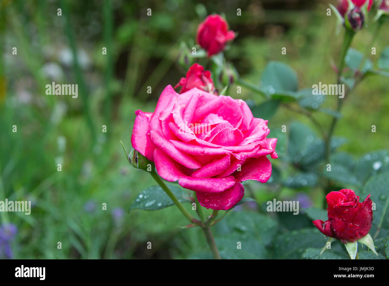 Tautropfen rosen -Fotos und -Bildmaterial in hoher Auflösung – Alamy