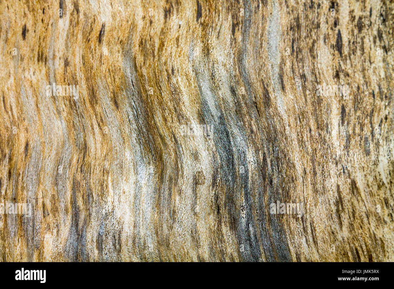 Birch texture -Fotos und -Bildmaterial in hoher Auflösung – Alamy