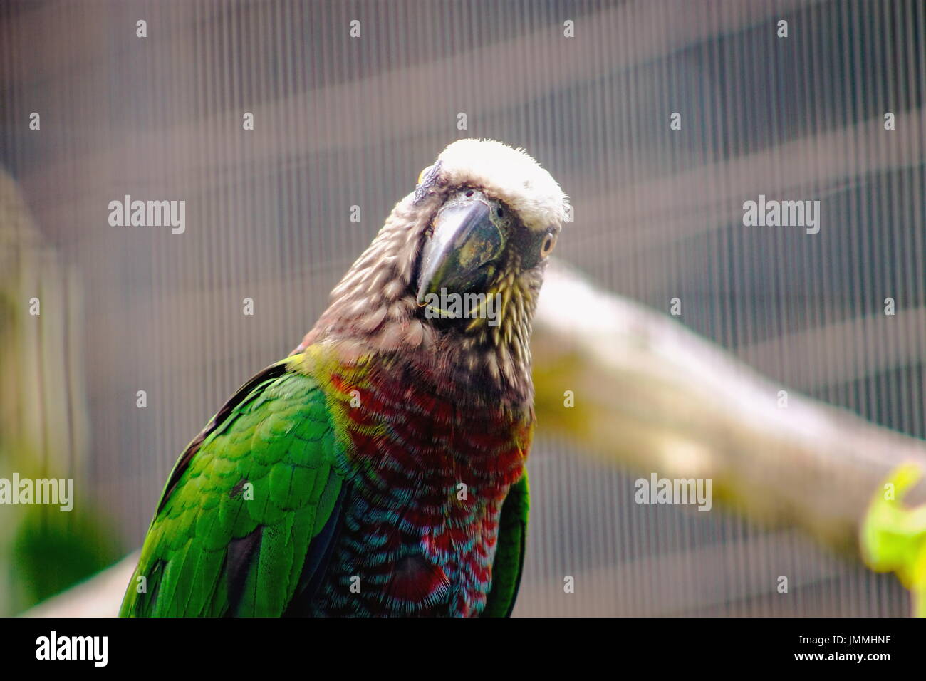 Der rot-Fan Papagei (Deroptyus Accipitrinus), auch bekannt als der ...