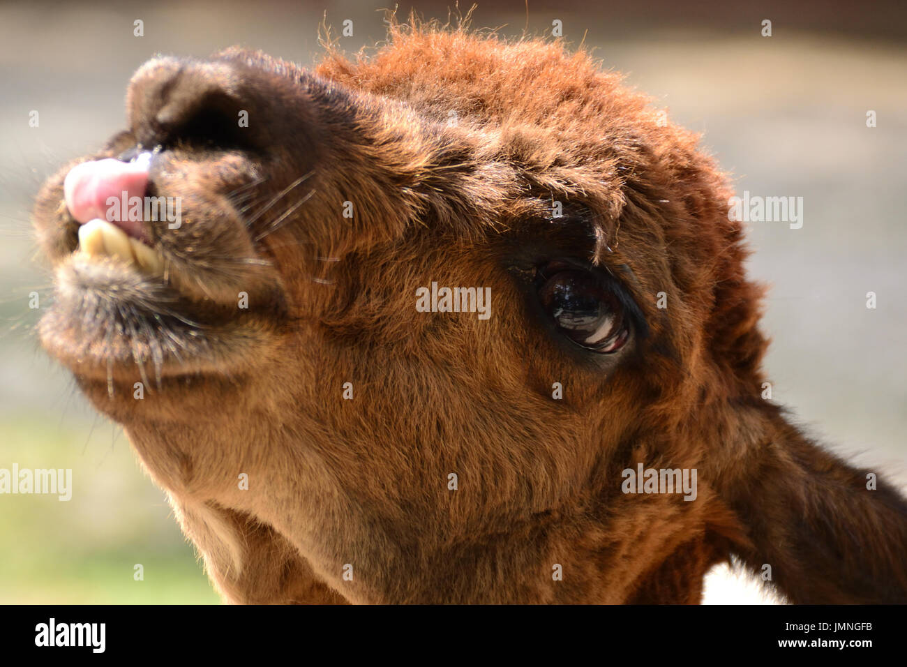 Foto bymichelangelo -Fotos und -Bildmaterial in hoher Auflösung – Alamy