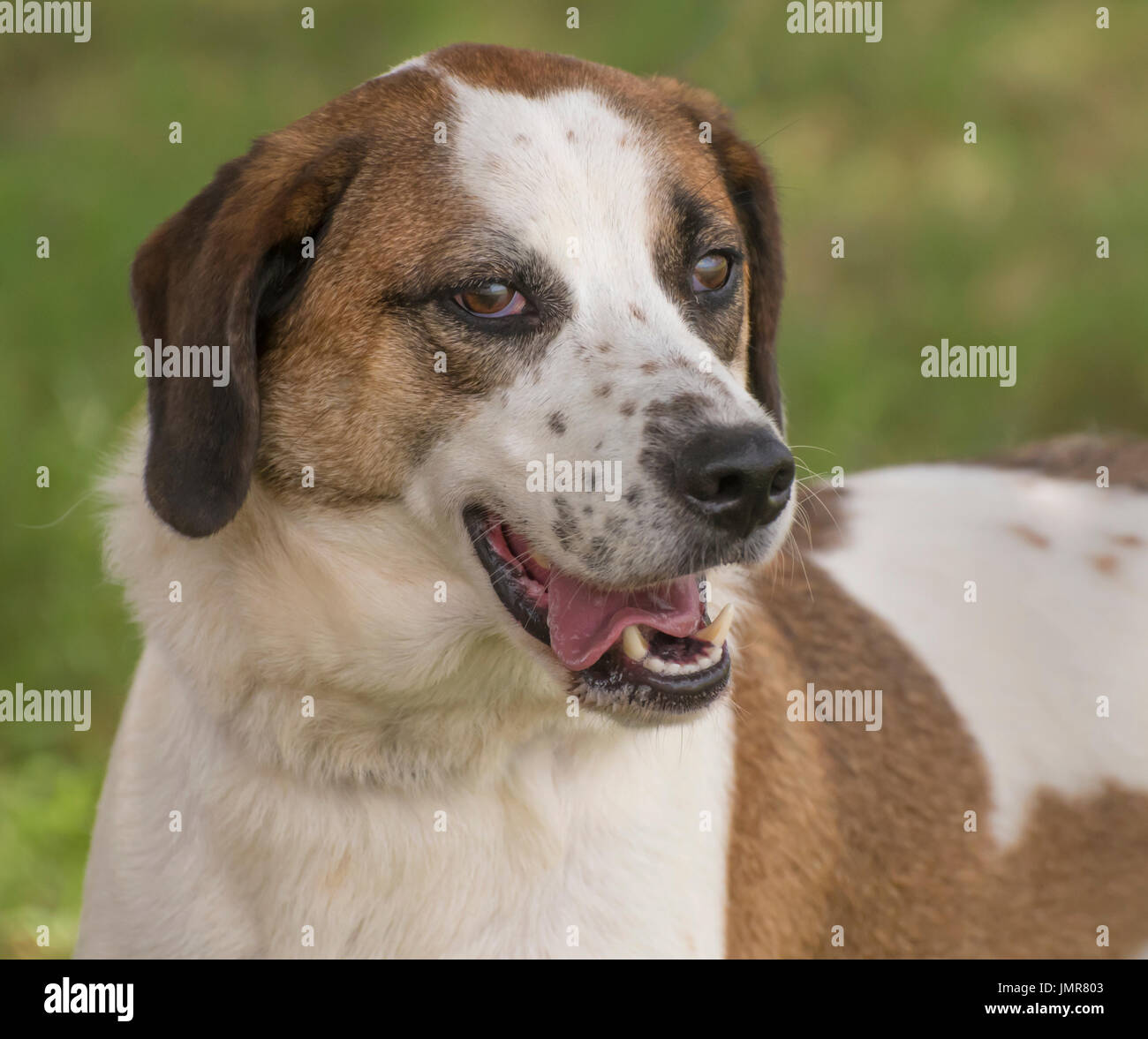 Kopf und schultern des hundes -Fotos und -Bildmaterial in hoher ...