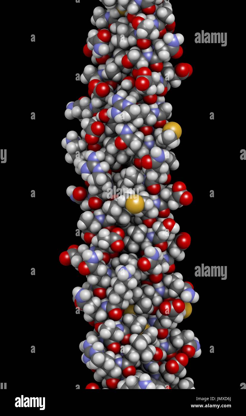 Keratin intermediate Filament. Protein, das ist einer der wichtigsten ...