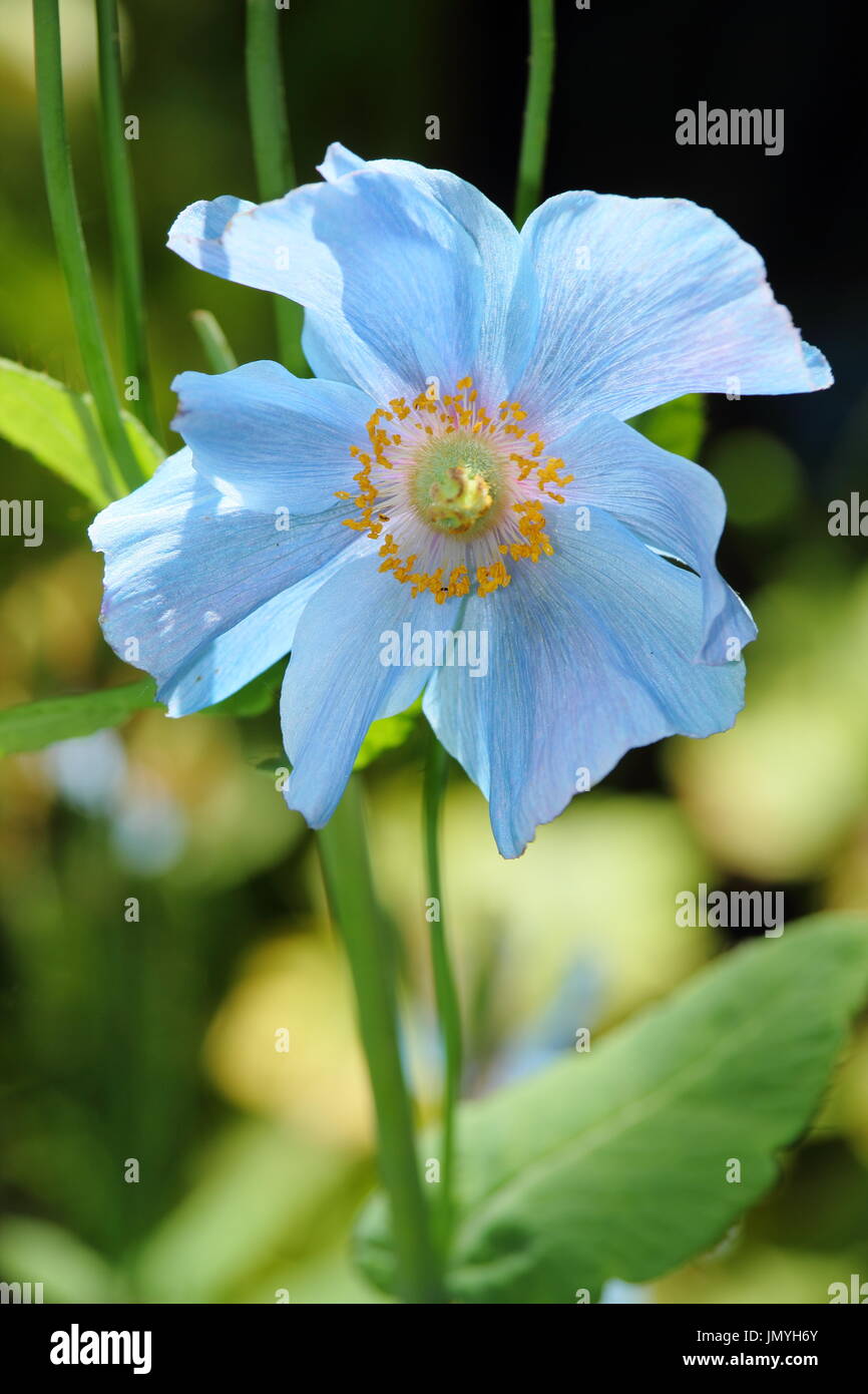 Blauer mohn baileyi -Fotos und -Bildmaterial in hoher Auflösung – Alamy