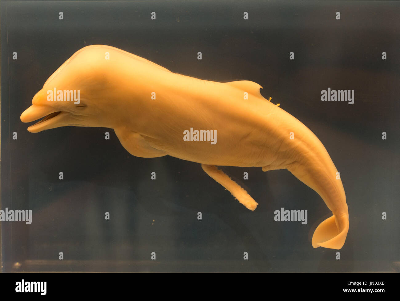 Embryo development -Fotos und -Bildmaterial in hoher Auflösung - Seite ...