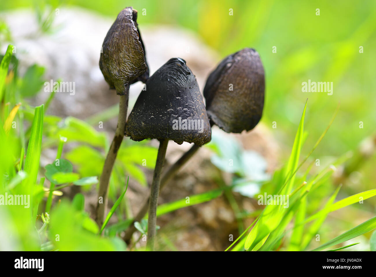 Schwarze Pilze Im Wald