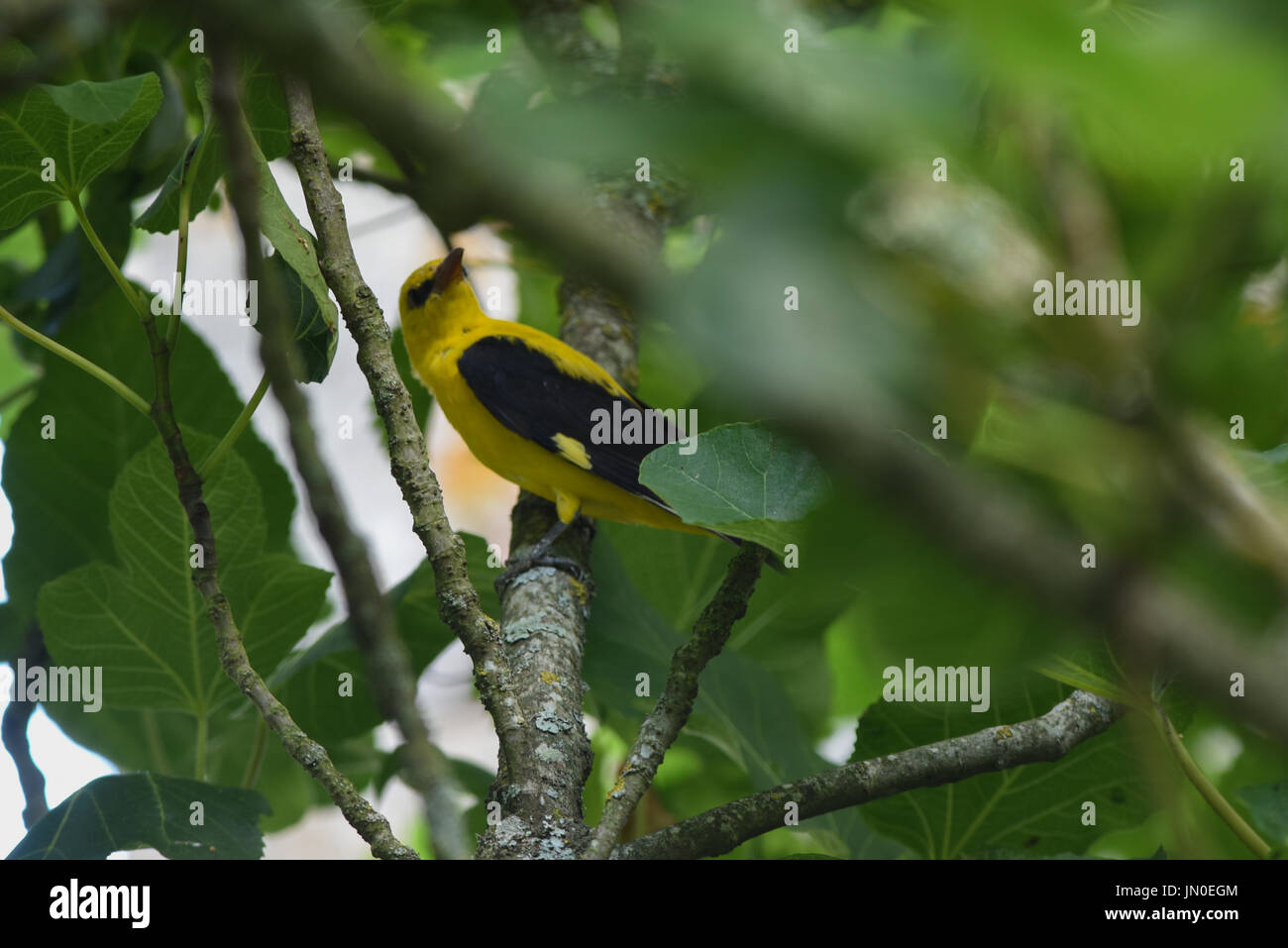 Pirol weiblich -Fotos und -Bildmaterial in hoher Auflösung – Alamy
